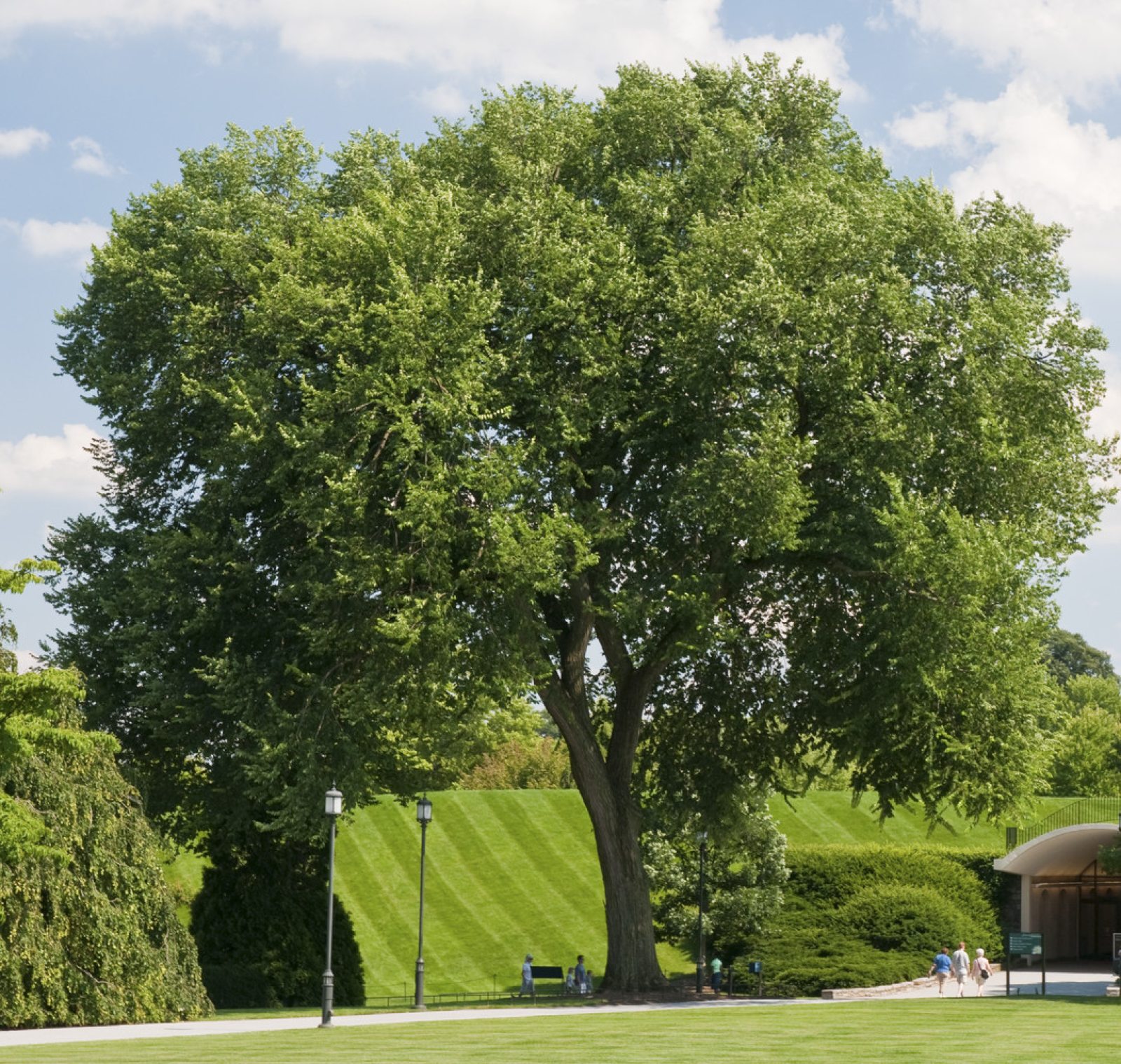 Our American Elm: A Survivor's Story | Longwood Gardens