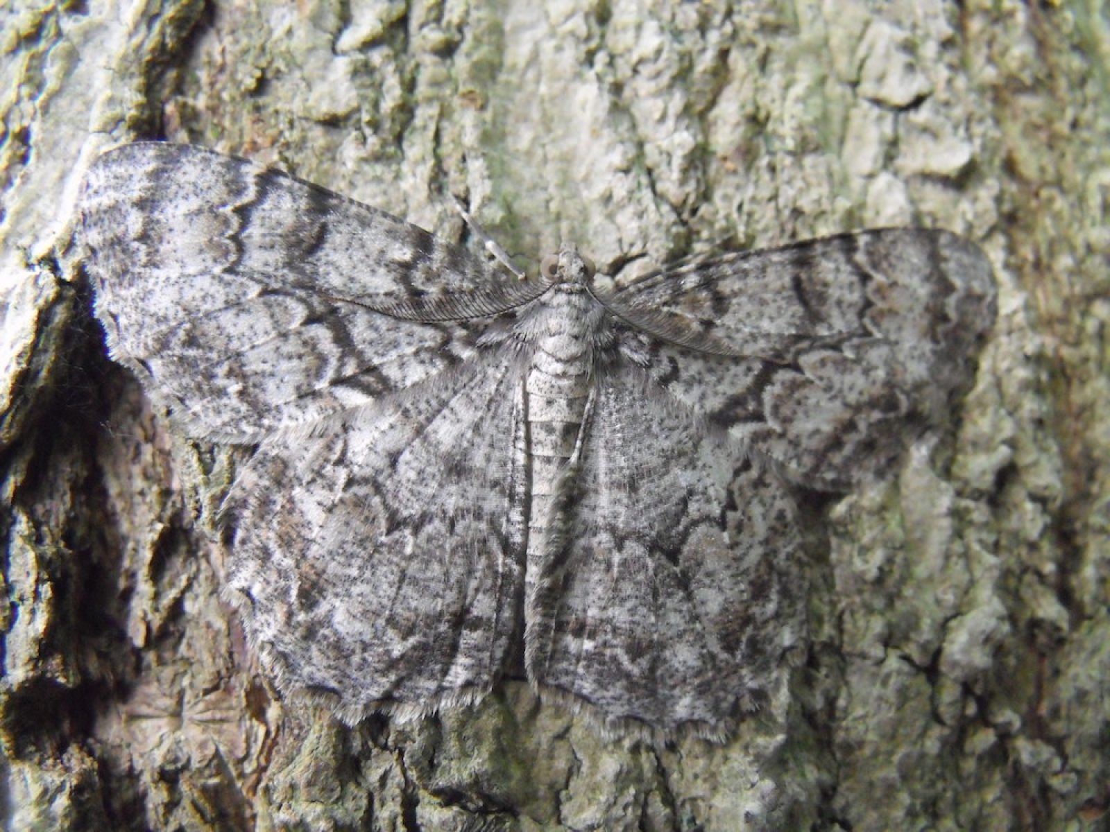 Shedding Light on Moths | Longwood Gardens