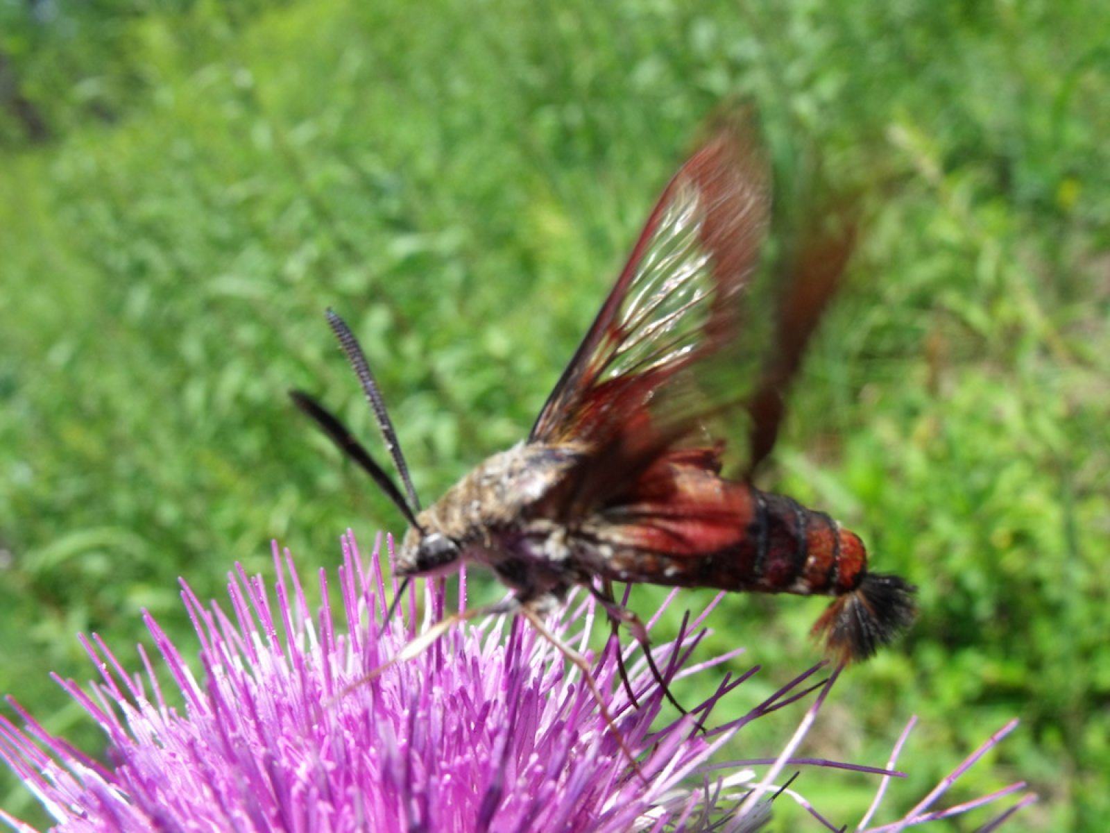Shedding Light on Moths | Longwood Gardens