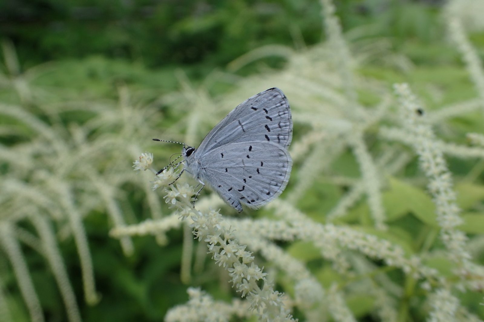 Shedding Light on Moths | Longwood Gardens