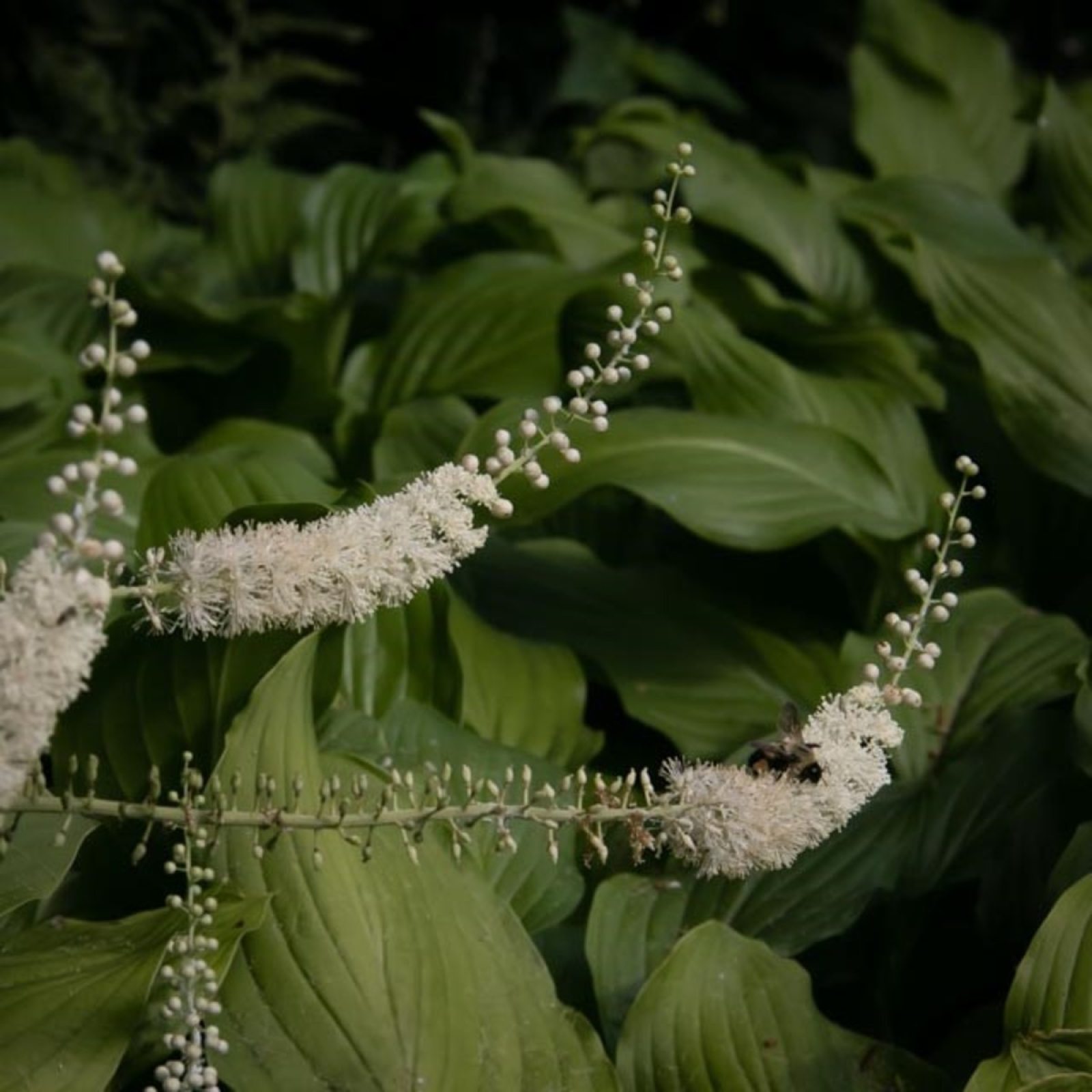 Made in the Shade Garden | Longwood Gardens