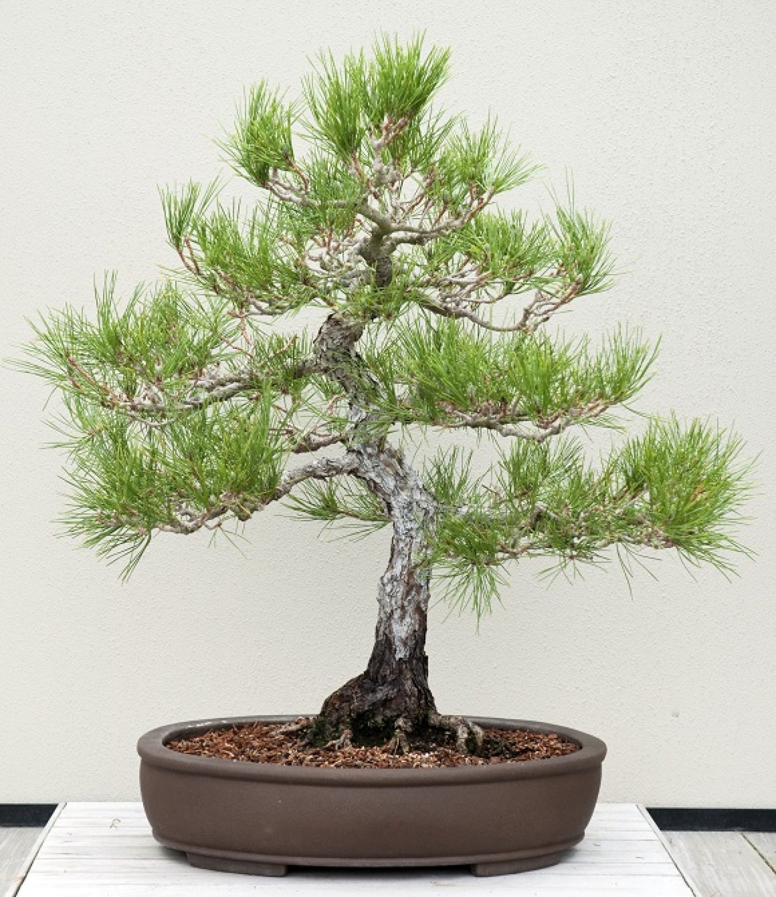 A Short History of Tiny Trees | Longwood Gardens