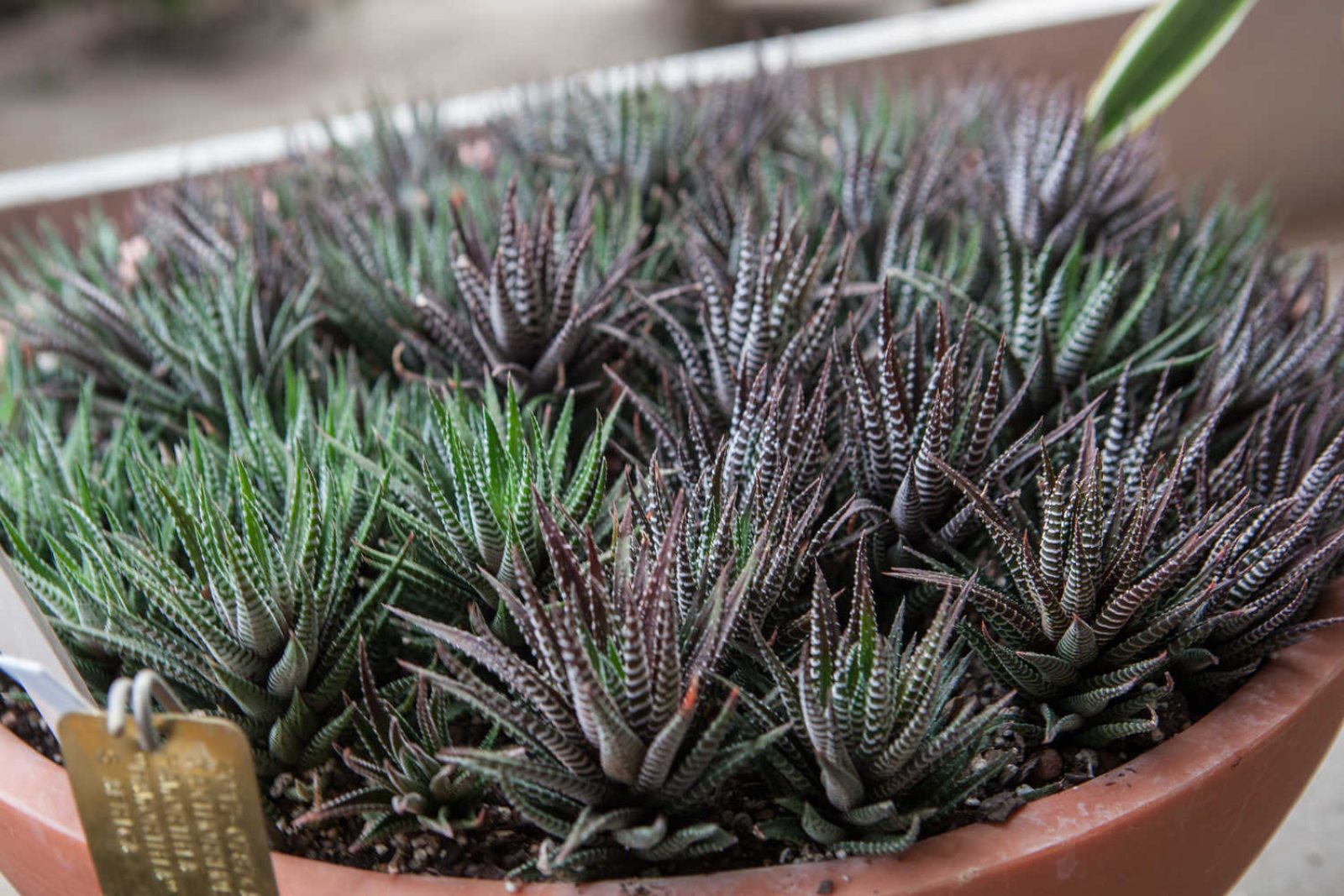 A Flower Show Tribute to a Visionary Heiress | Longwood Gardens