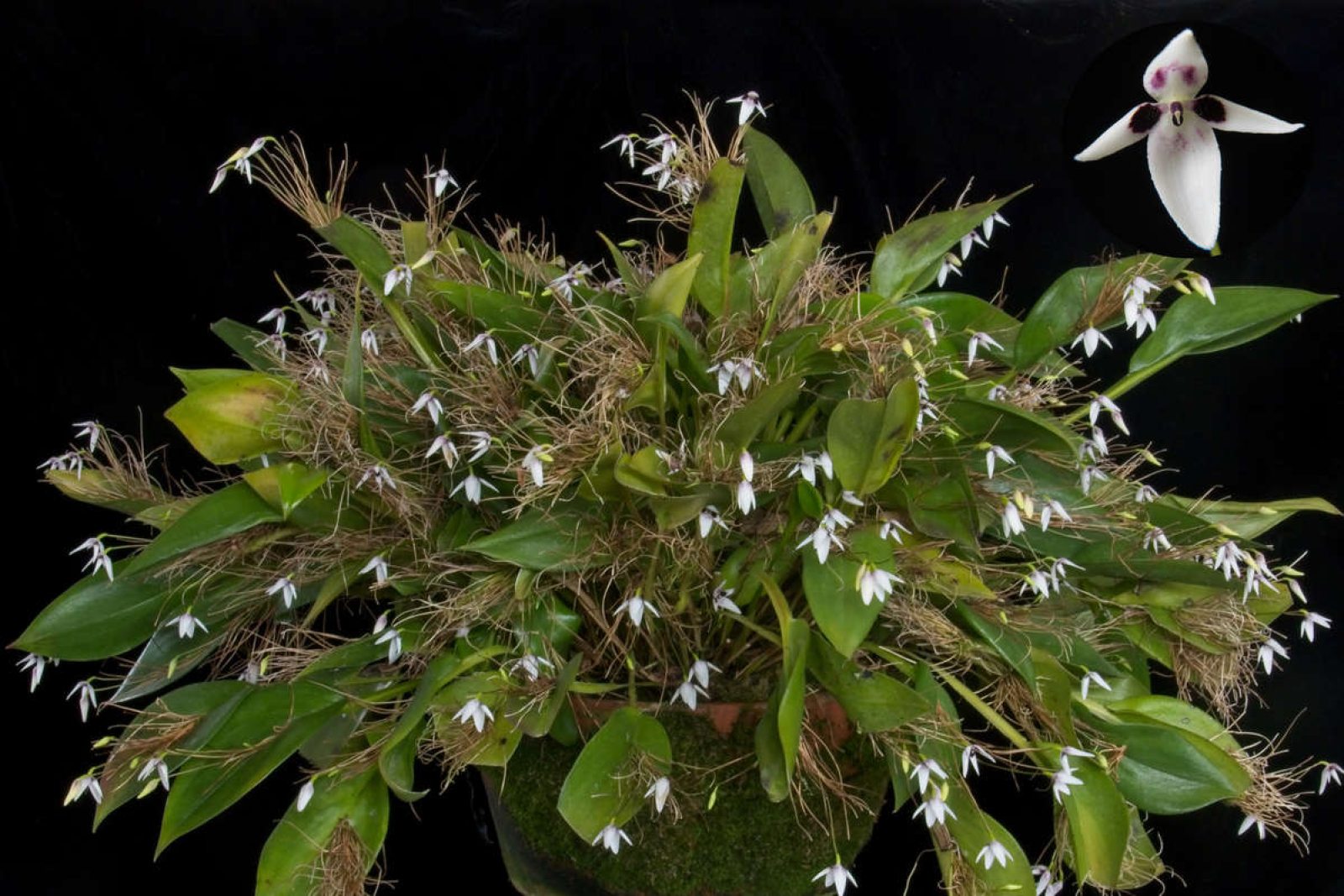 Our Award-Winning Orchid Collection | Longwood Gardens