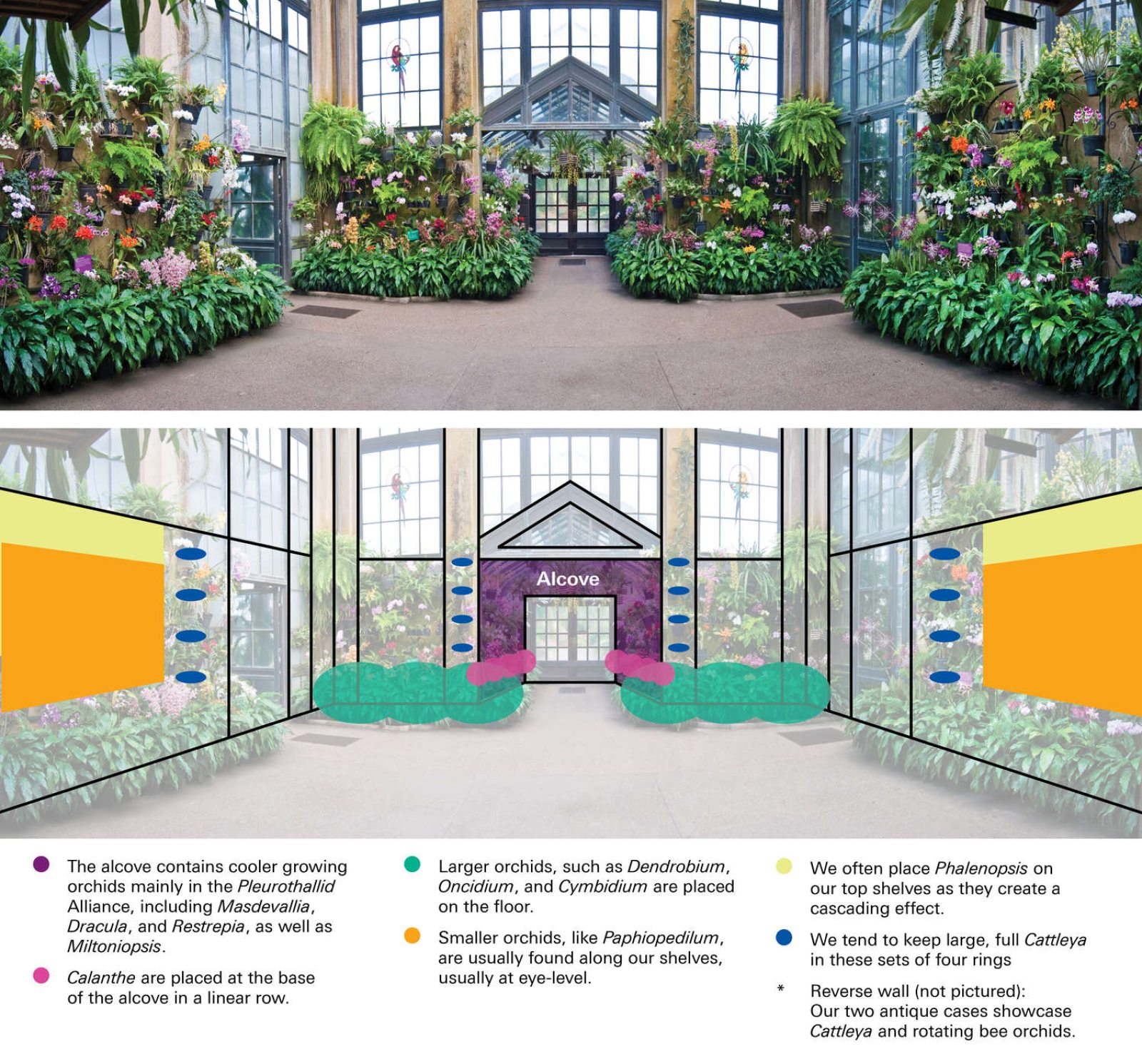 Navigating Our Orchid House | Longwood Gardens