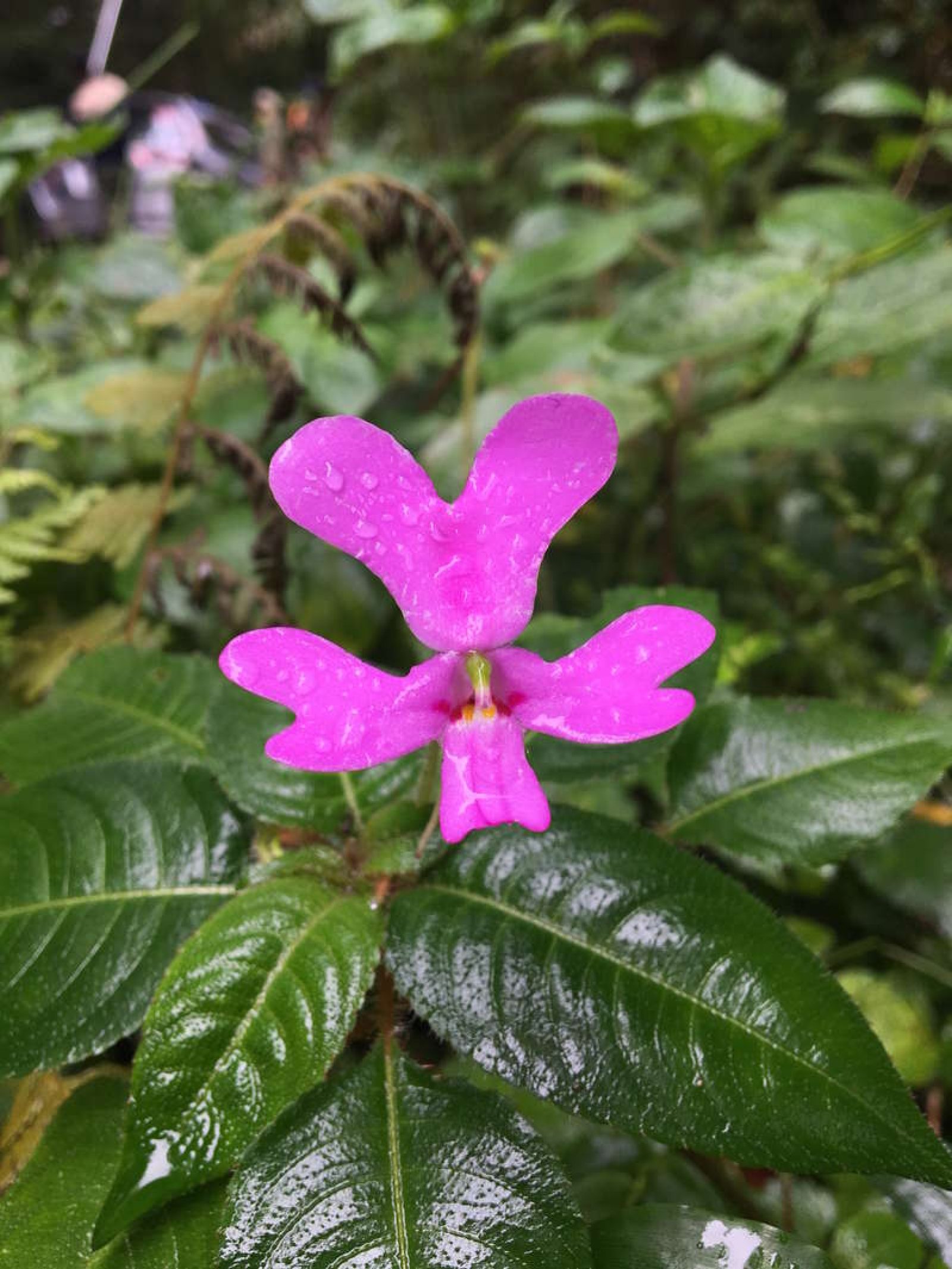 Evolution of Plant Exploration in Vietnam | Longwood Gardens