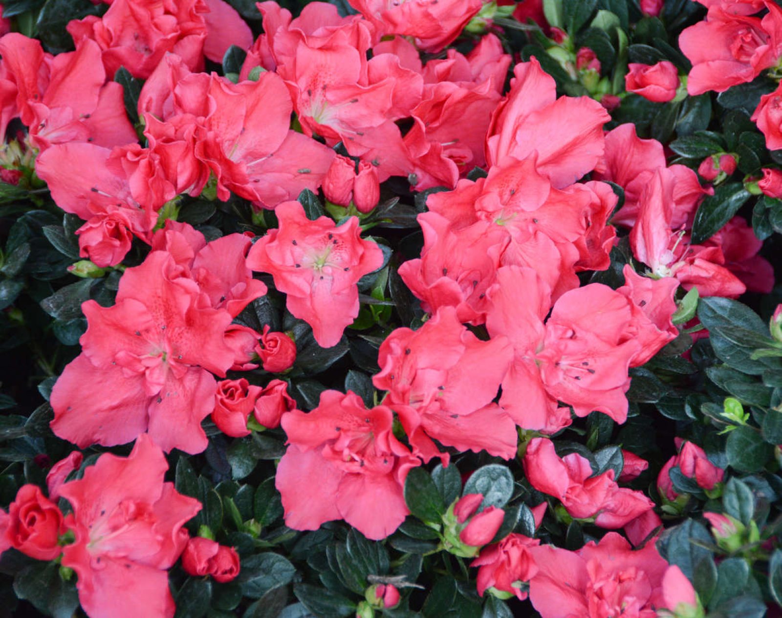 March is a Month of Icons | Longwood Gardens