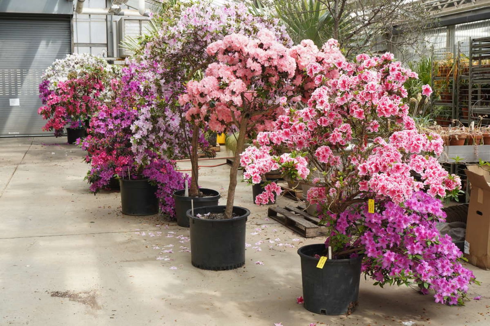 Birth of a Bonsai | Longwood Gardens