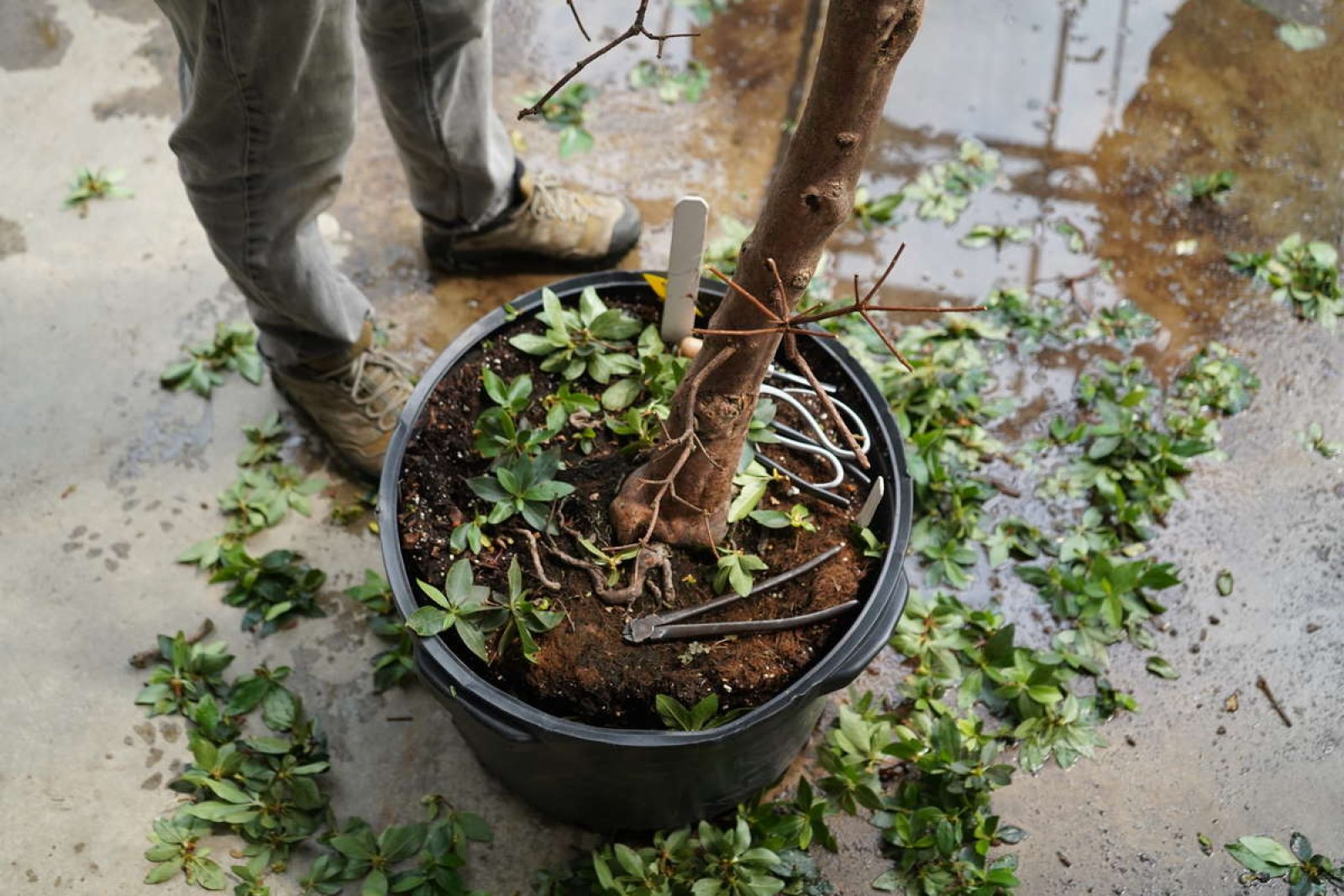 Birth of a Bonsai | Longwood Gardens
