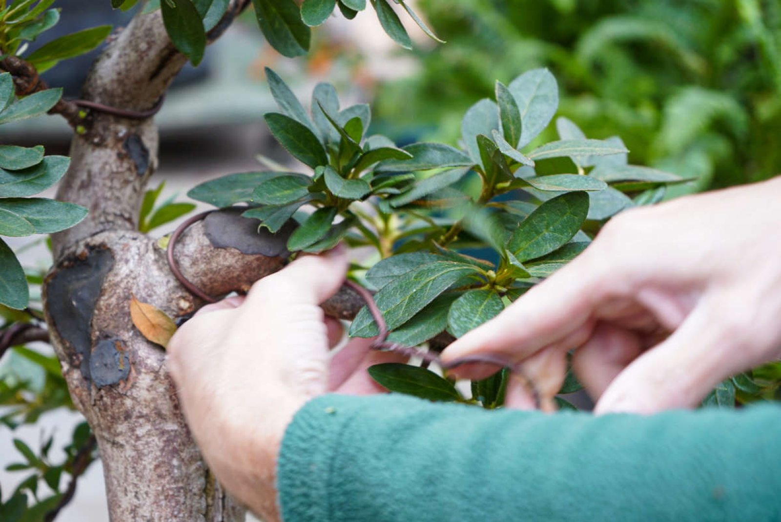 Character Development of a Bonsai | Longwood Gardens