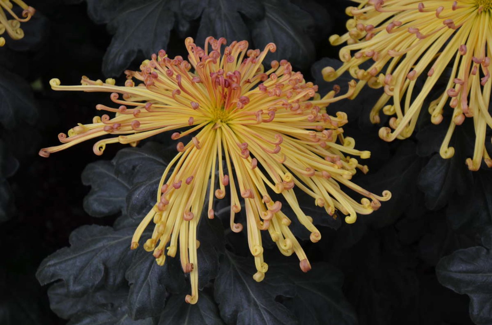 Chrysanthemums: A Class of Their Own | Longwood Gardens