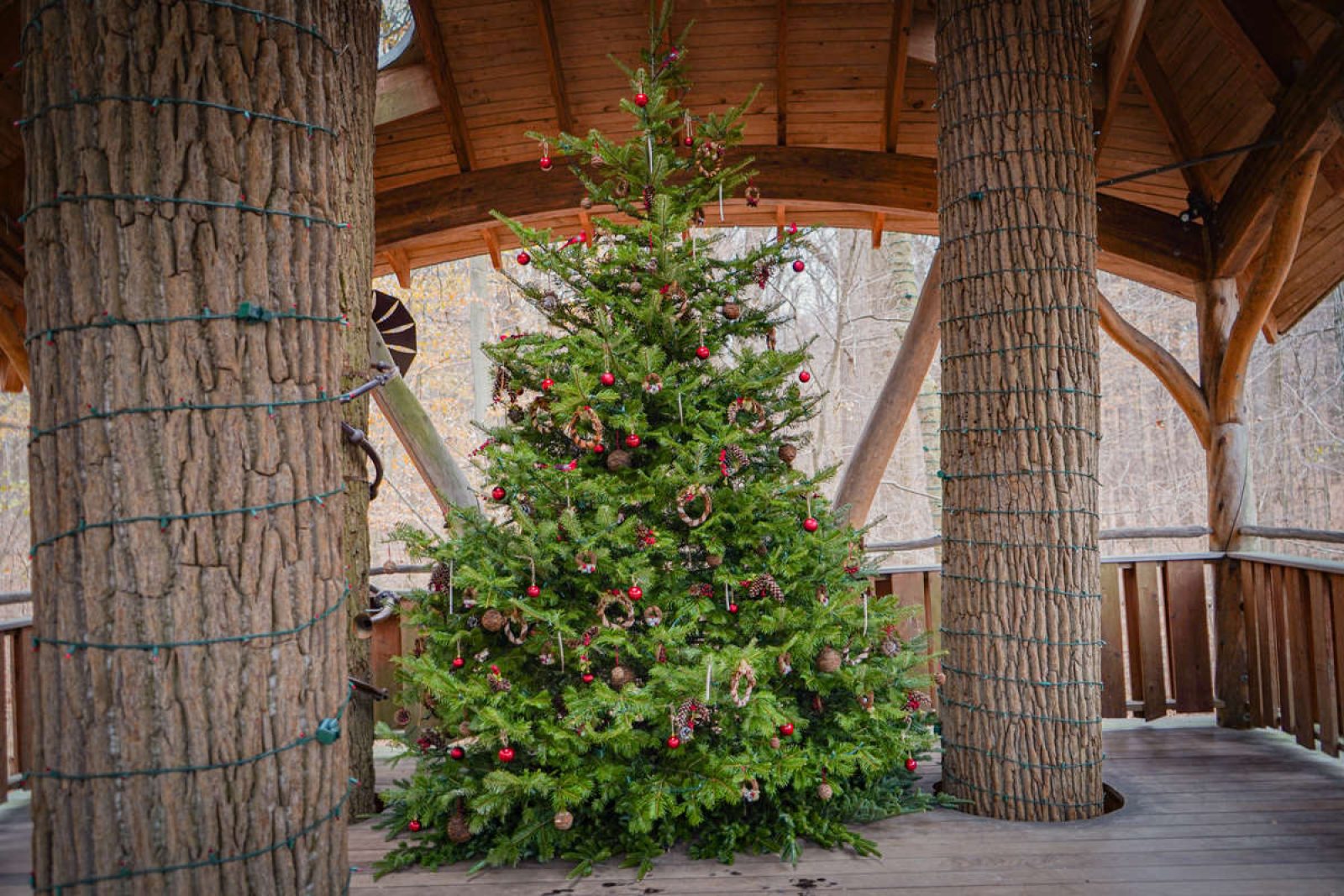 Pining for the Perfect Christmas Tree? | Longwood Gardens