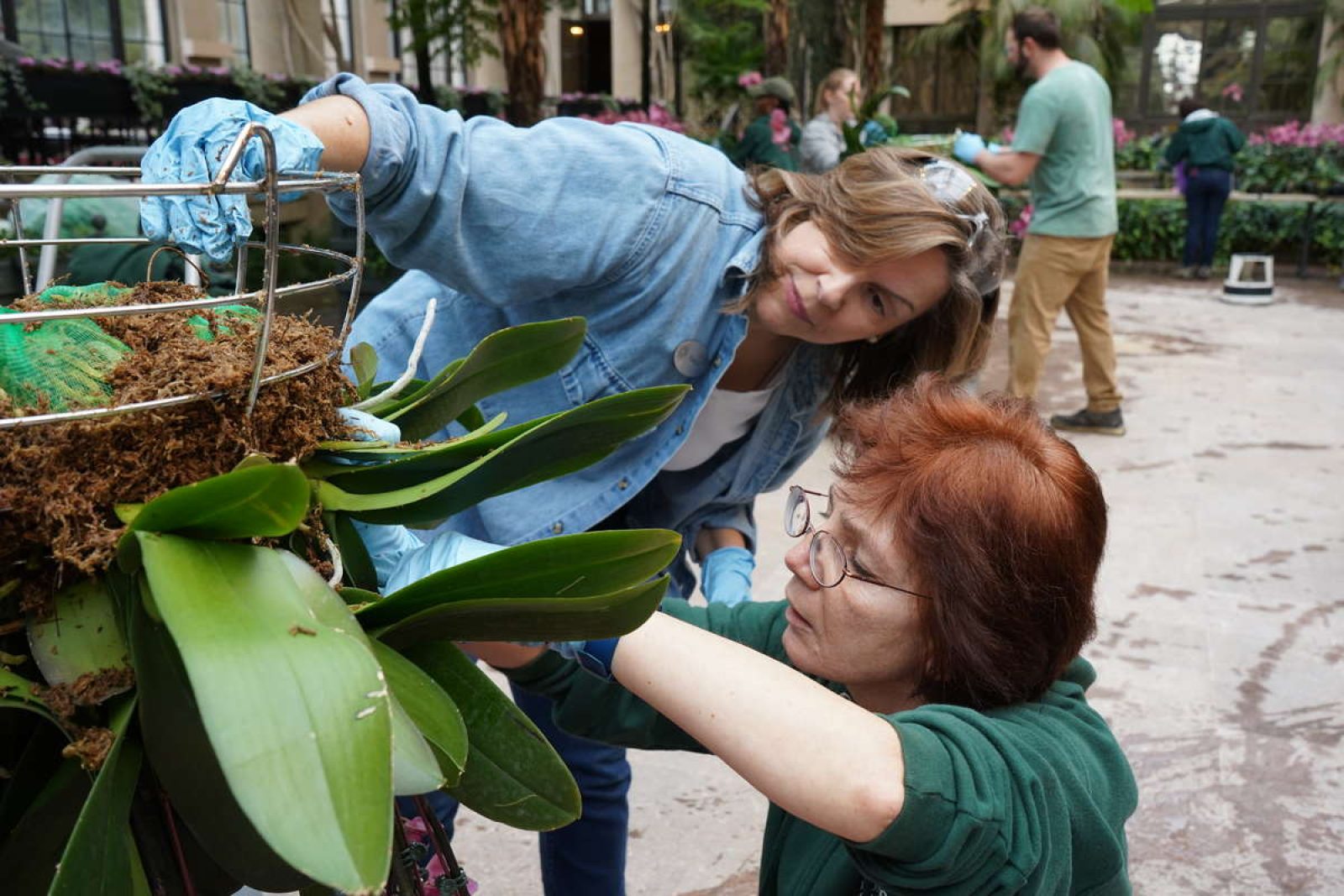 Crafting an Orchid Orb, Floating on Air | Longwood Gardens