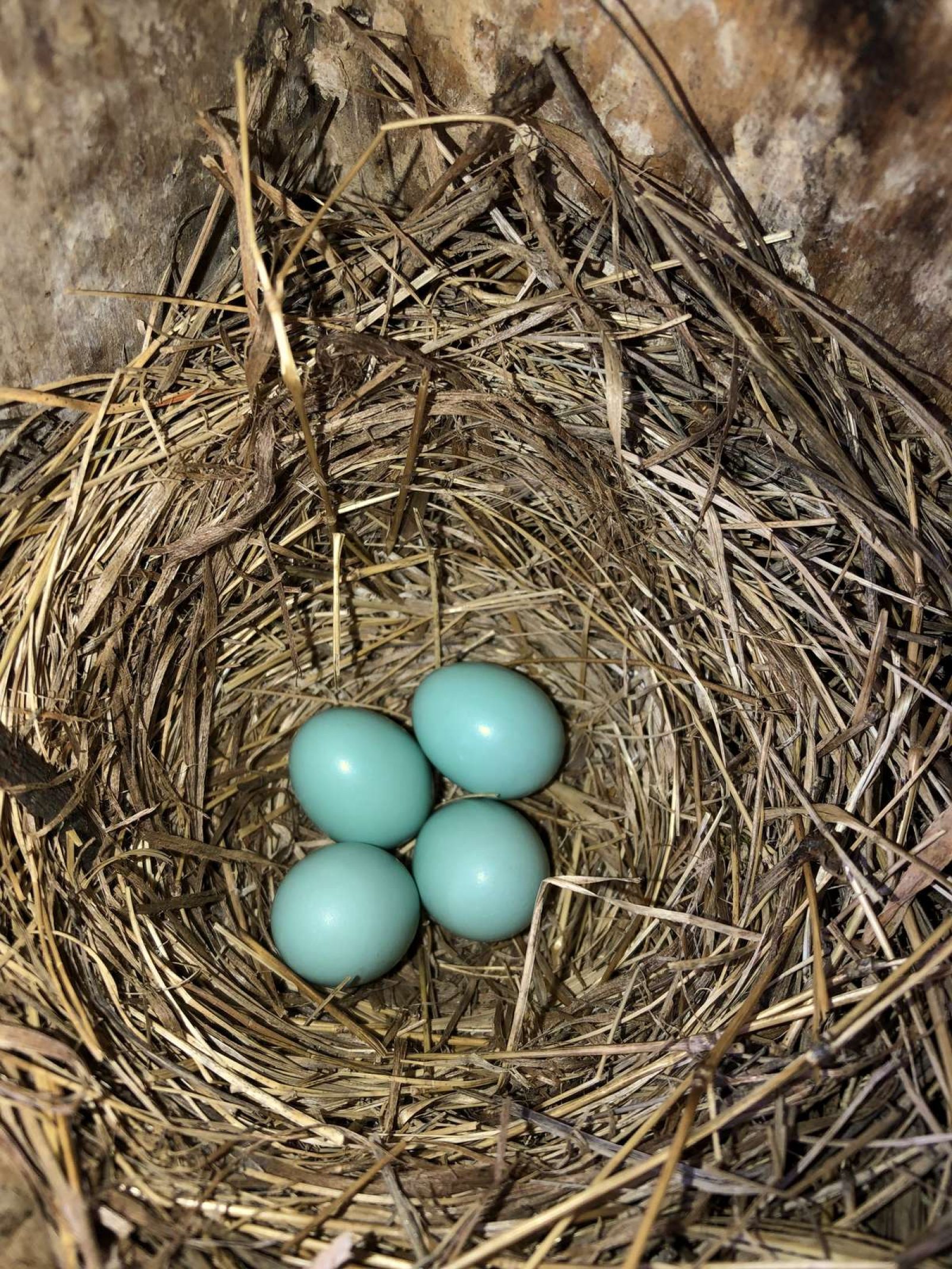 Conserving the Brilliant Bluebird | Longwood Gardens