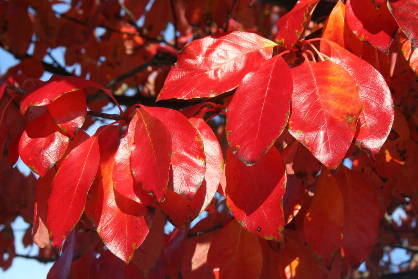 Fall is for Foliage | Longwood Gardens