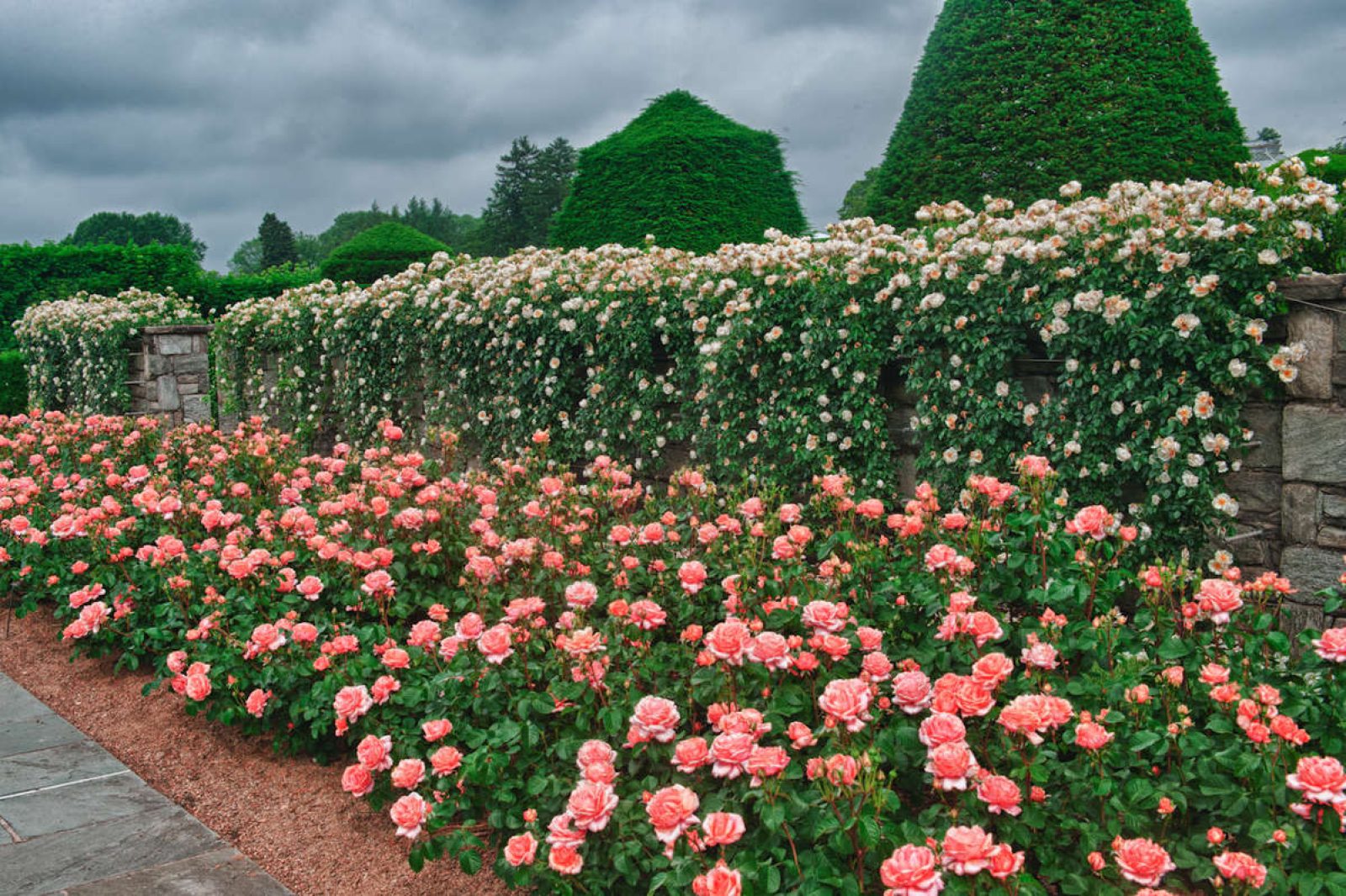 Our Evolving Rose Garden | Longwood Gardens