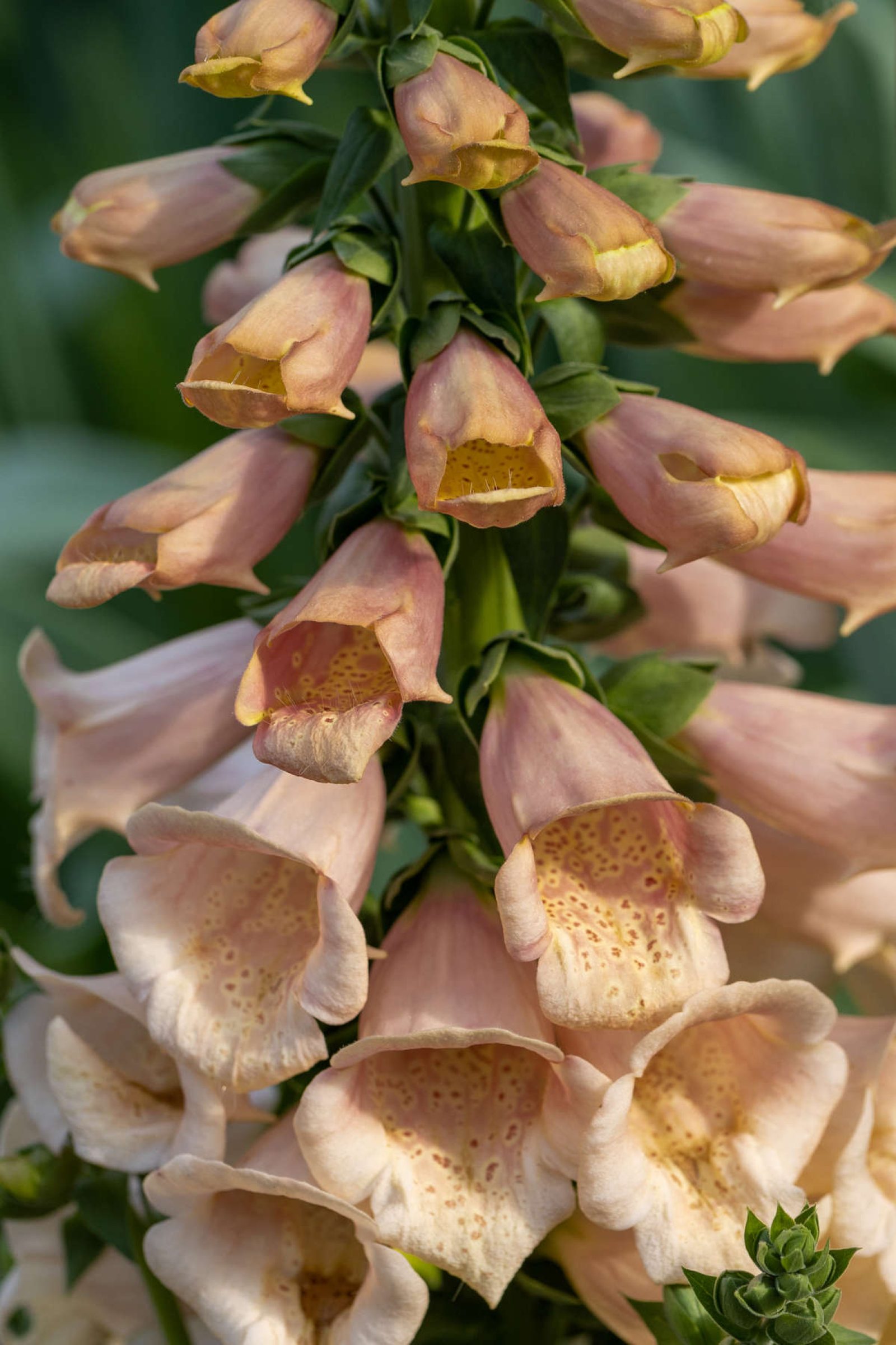 The Height of Care | Longwood Gardens