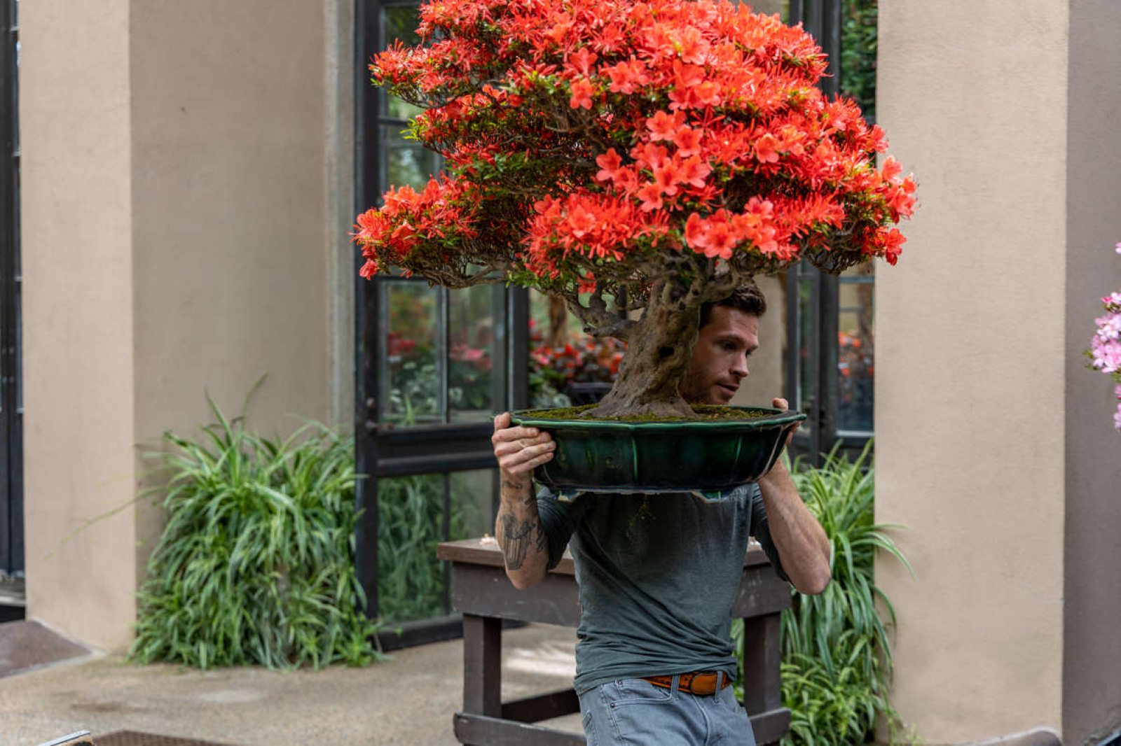 Rediscover Our Bonsai | Longwood Gardens