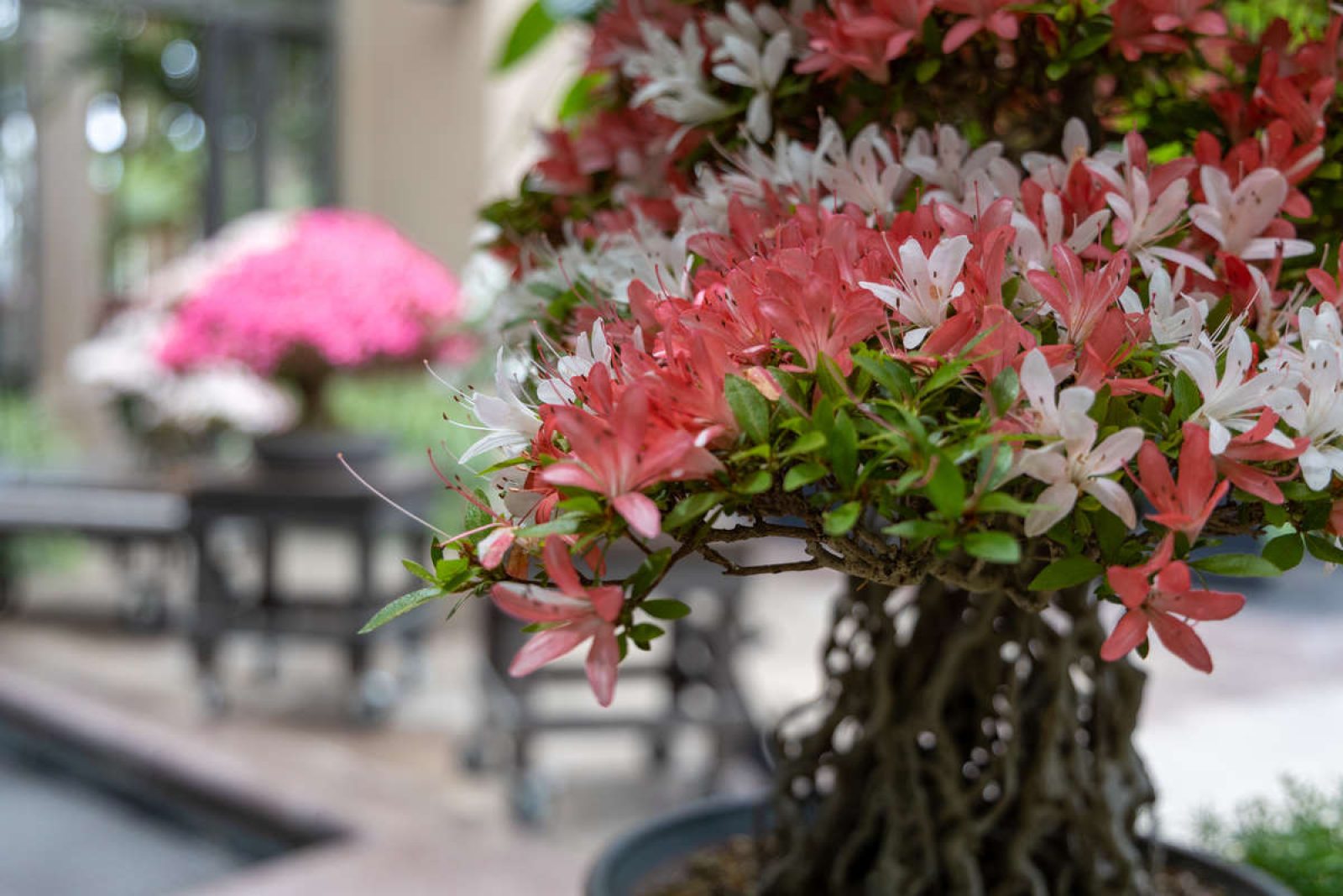 Rediscover Our Bonsai | Longwood Gardens