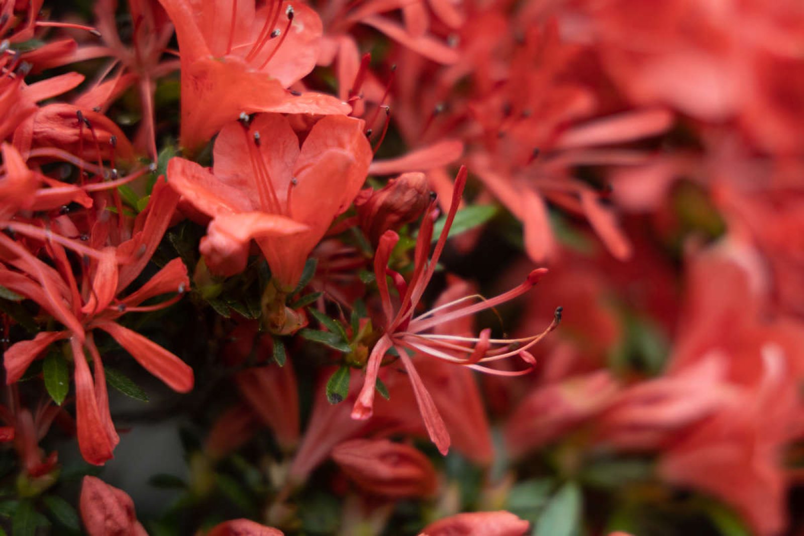 Rediscover Our Bonsai | Longwood Gardens