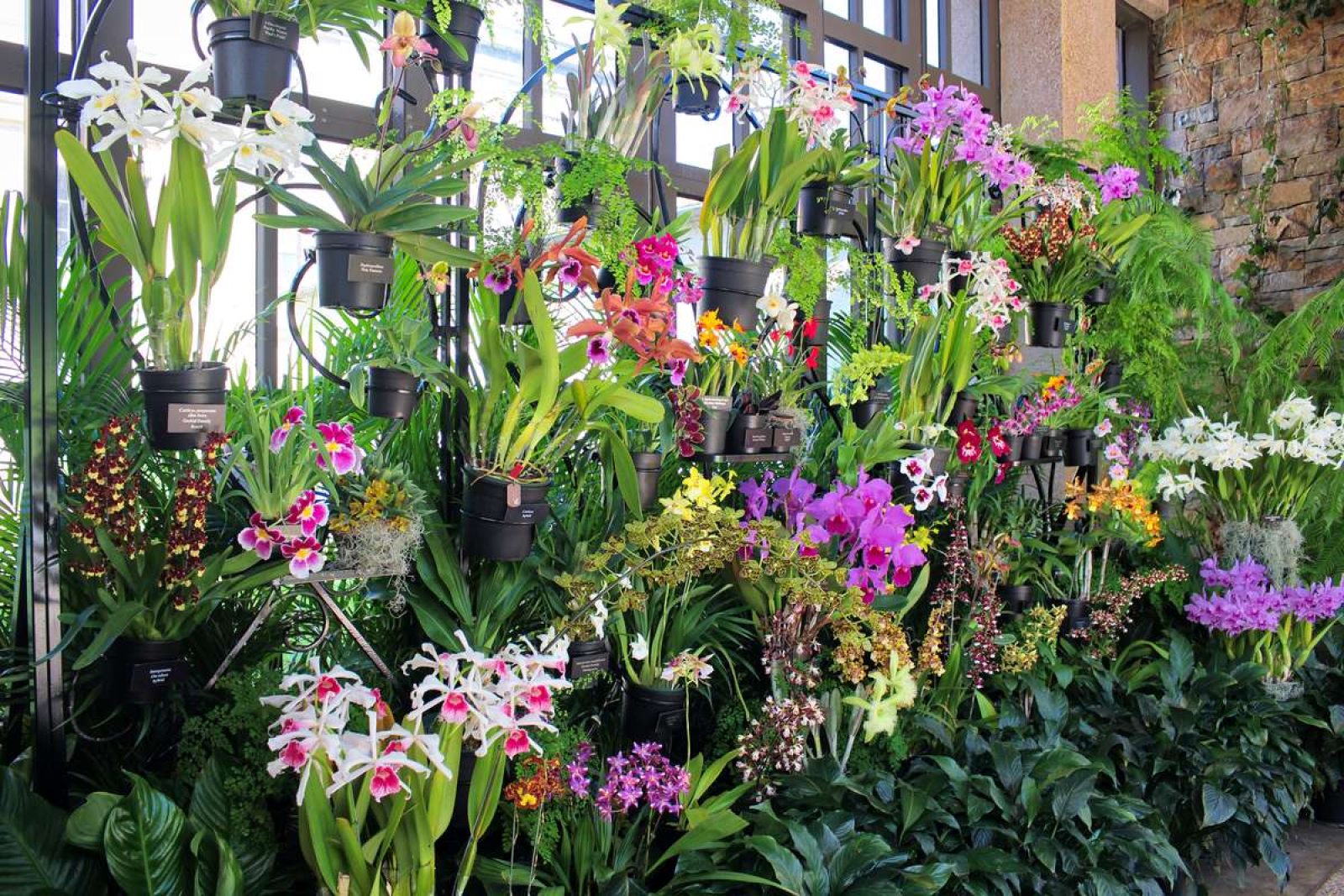 What’s in a Name: Indigenous Orchids of the Andes Mountains | Longwood ...