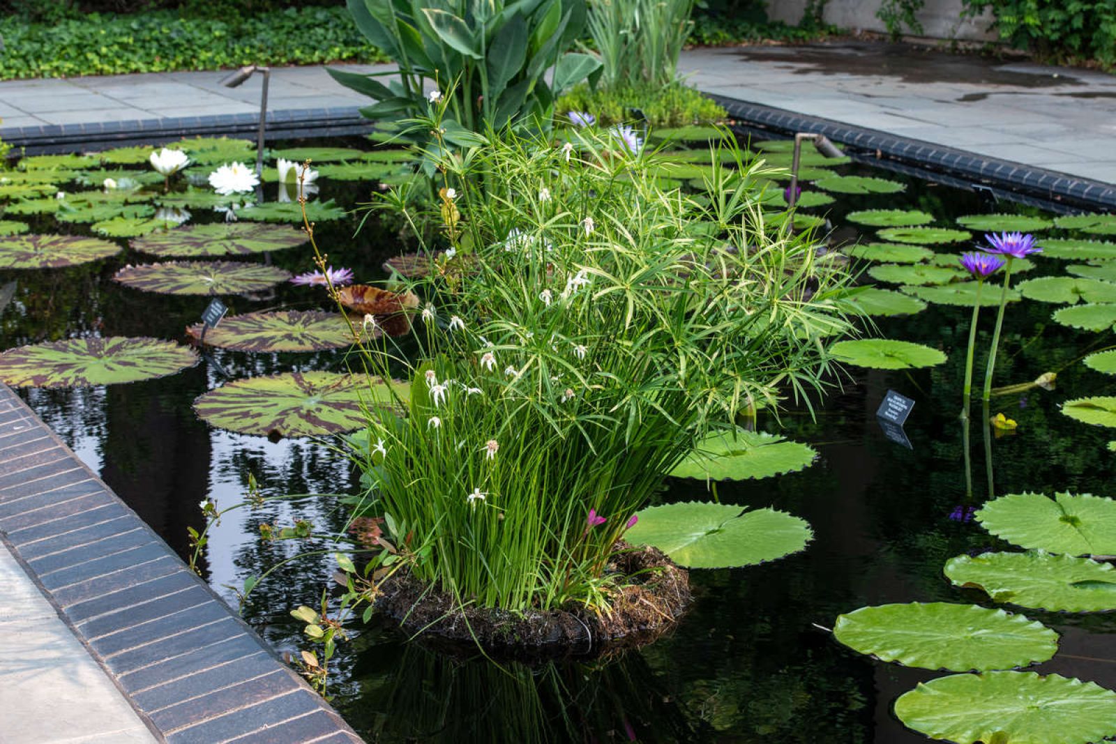 Floating Ideas on Our Floating Islands | Longwood Gardens