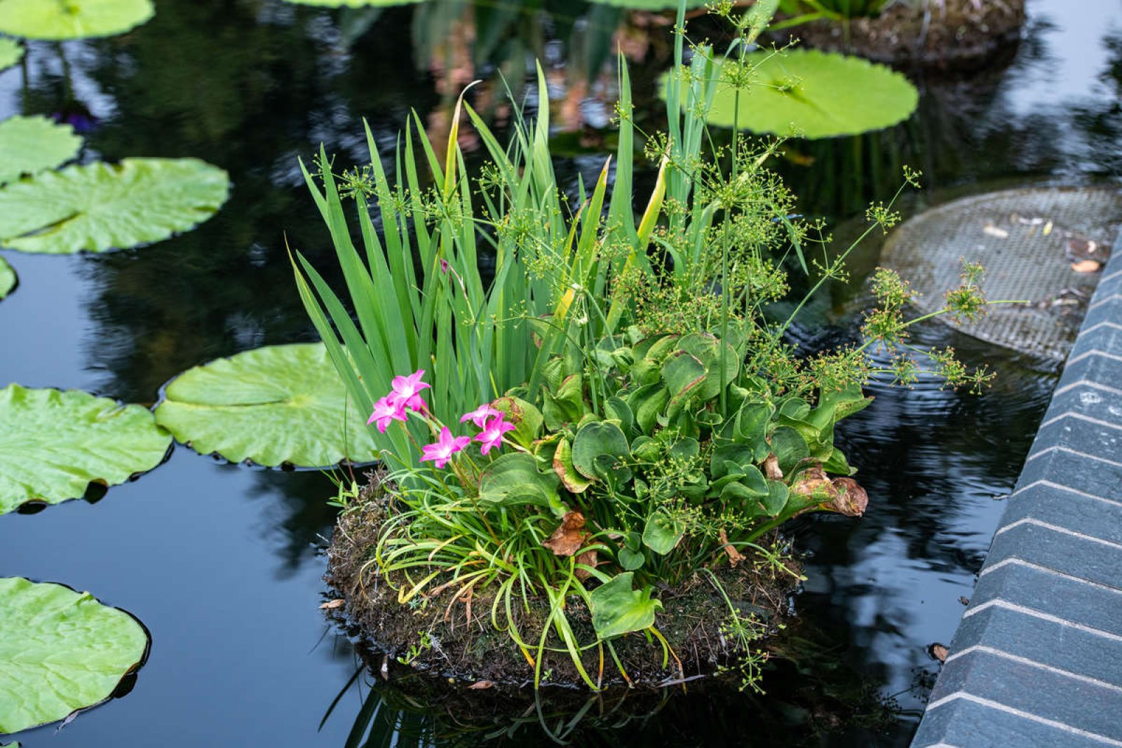 Floating Ideas on Our Floating Islands | Longwood Gardens