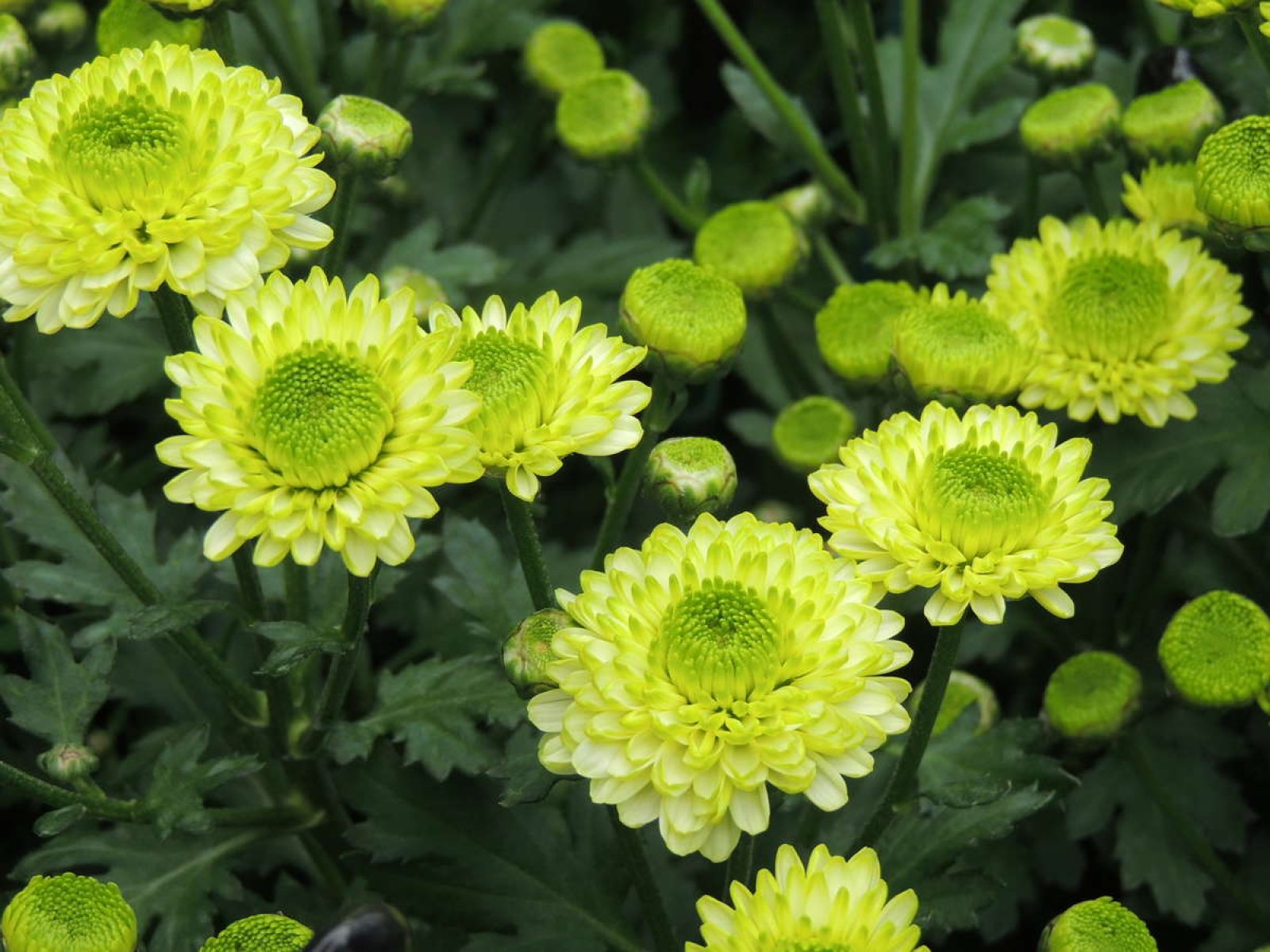 Chrysanthemums: A Class of Their Own | Longwood Gardens