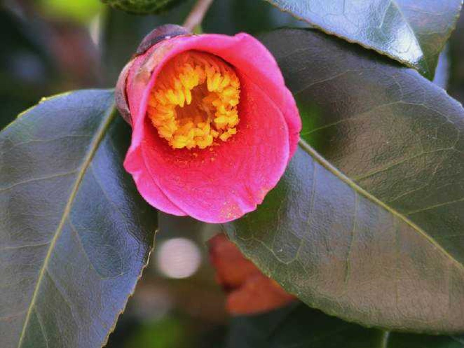 Making a Better Camellia: Breeding at Longwood Gardens | Longwood Gardens