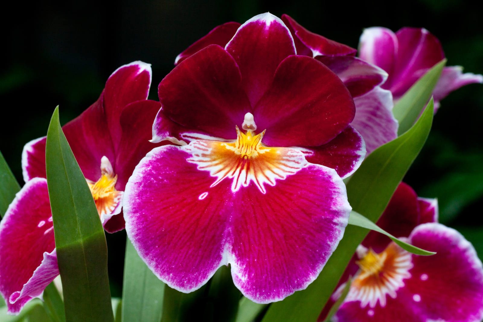 Highlighted Genera in Longwood's Orchid Collection | Longwood Gardens