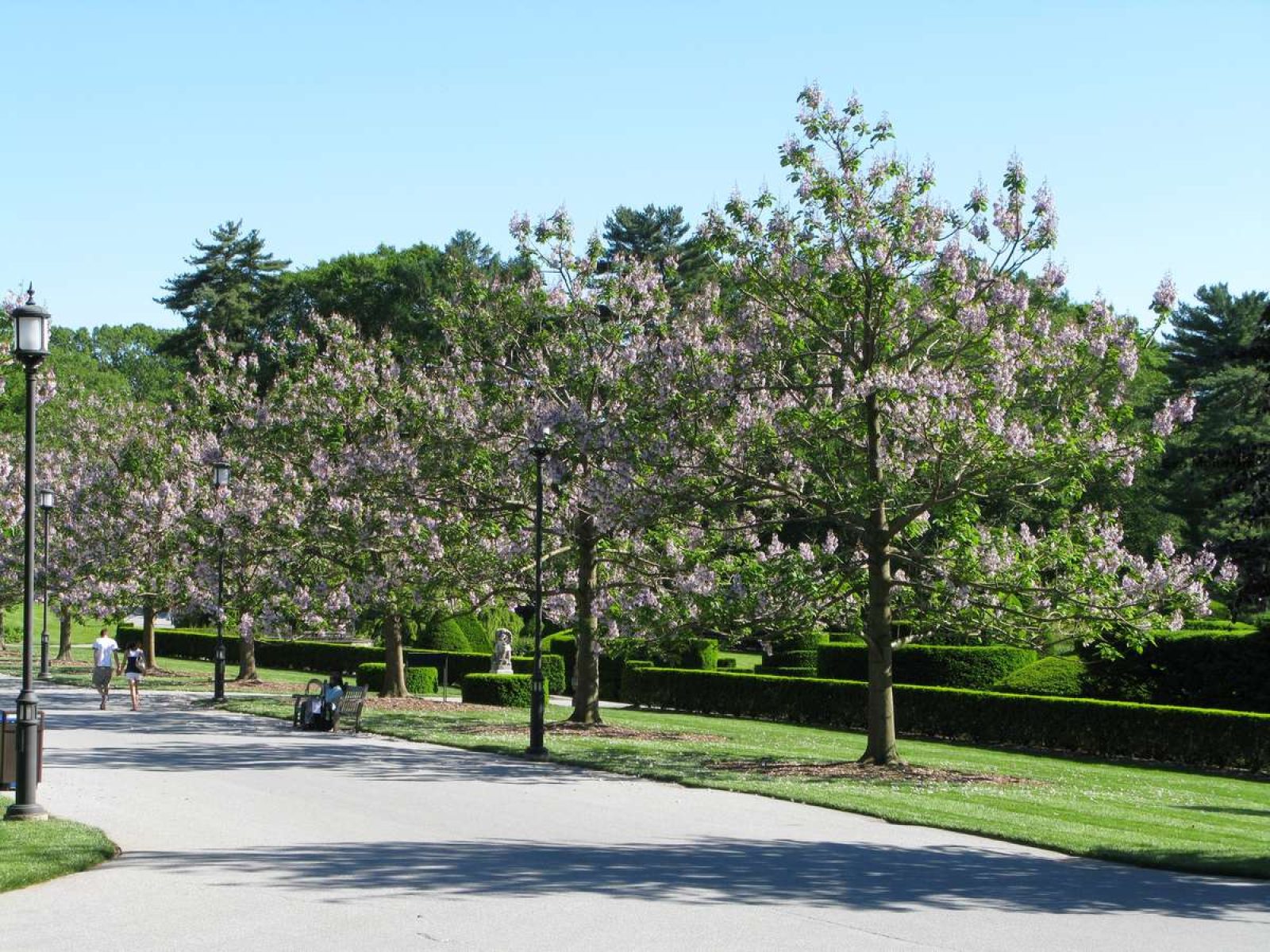 Botanical Curiosities of Spring Flowers | Longwood Gardens