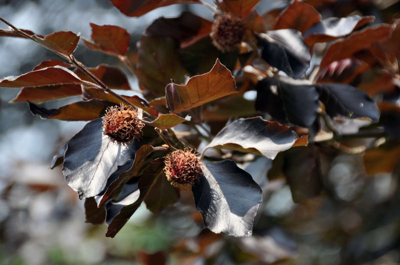 Farewell to a Beloved Beech | Longwood Gardens