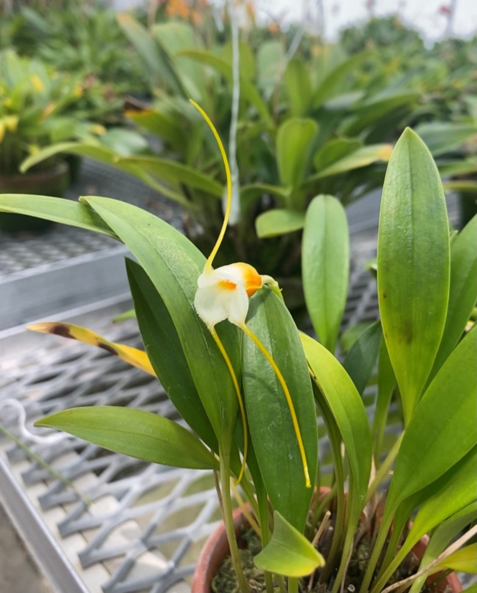 What’s in a Name: Indigenous Orchids of the Andes Mountains | Longwood ...