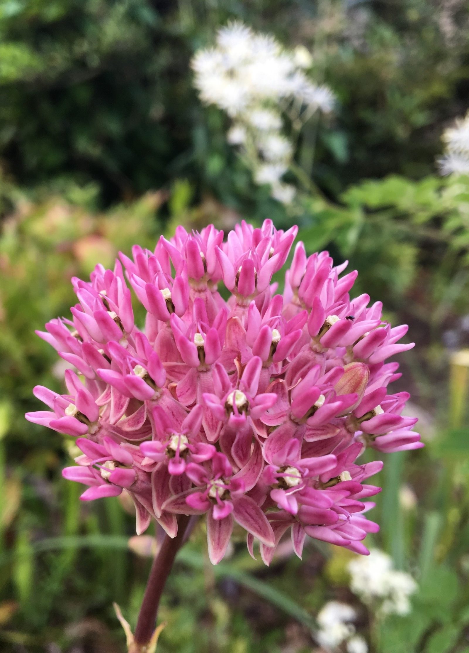 The Season (and Reason) for Native Plants | Longwood Gardens