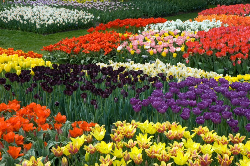 The Idea Garden Spring Bulb Display | Longwood Gardens