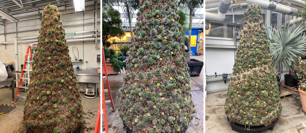 How to Create Your Own Living Succulent Tree | Longwood Gardens