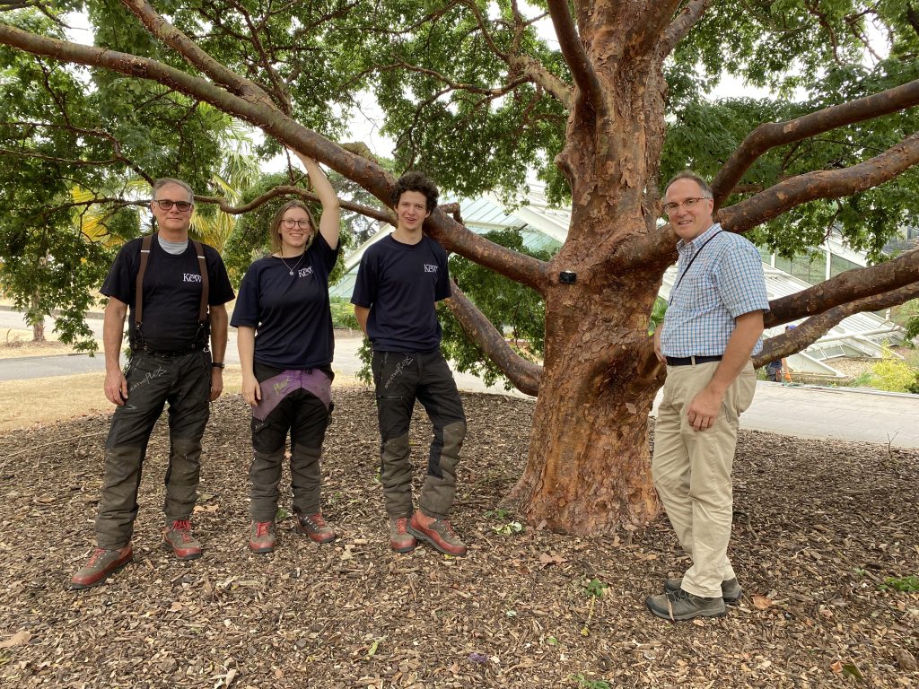 Paperbark Maple: A New Look at an Old Friend | Longwood Gardens
