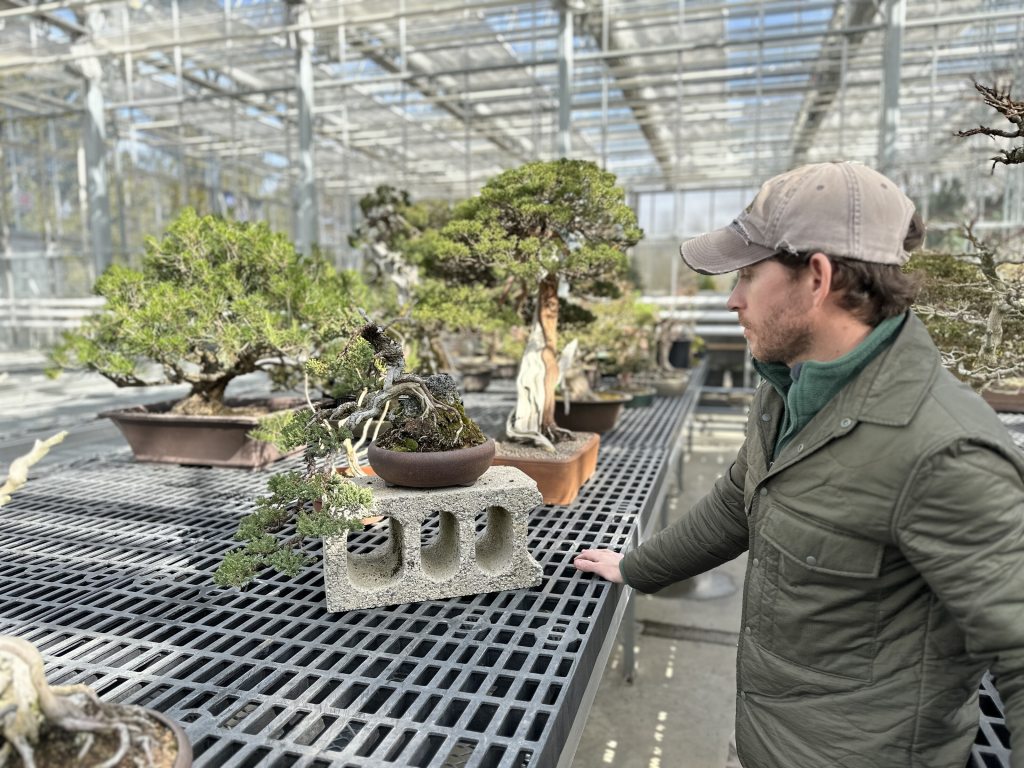 The Beauty of Bonsai Styles | Longwood Gardens