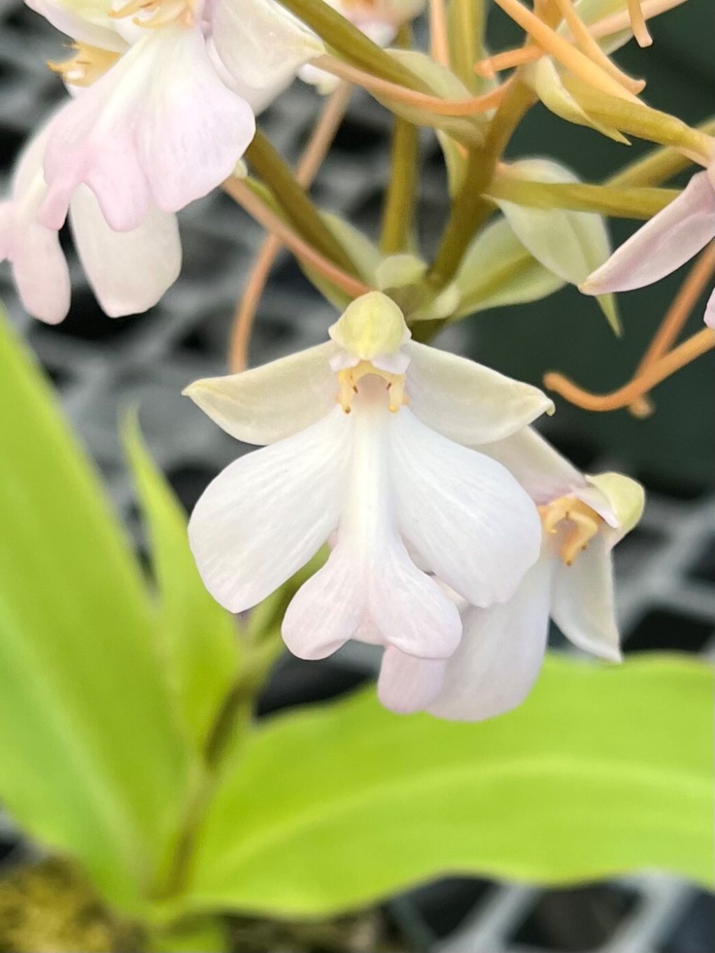 Habenaria: A Palette of Possibilities | Longwood Gardens