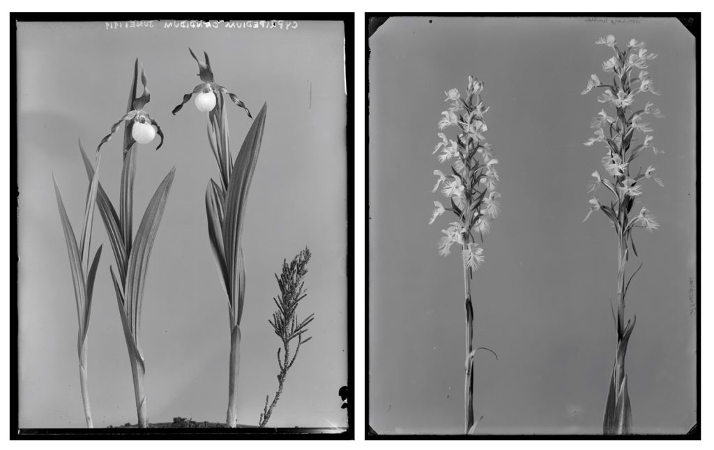 From Frame to Field: Documenting and Protecting Native Orchids ...