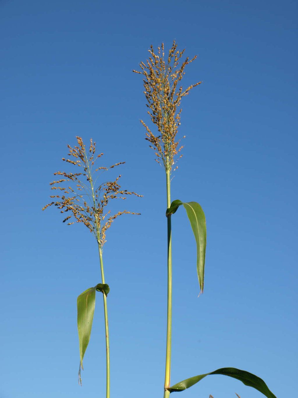 The Beauty and Bounty of Grasses | Longwood Gardens