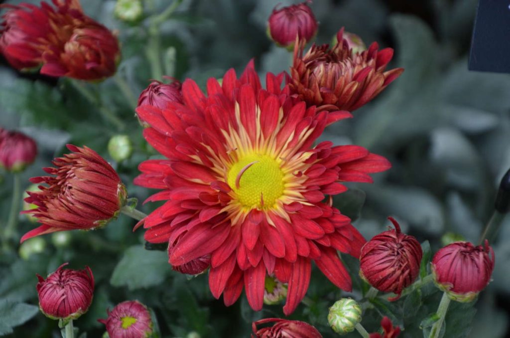 Chrysanthemums: A Class of Their Own | Longwood Gardens
