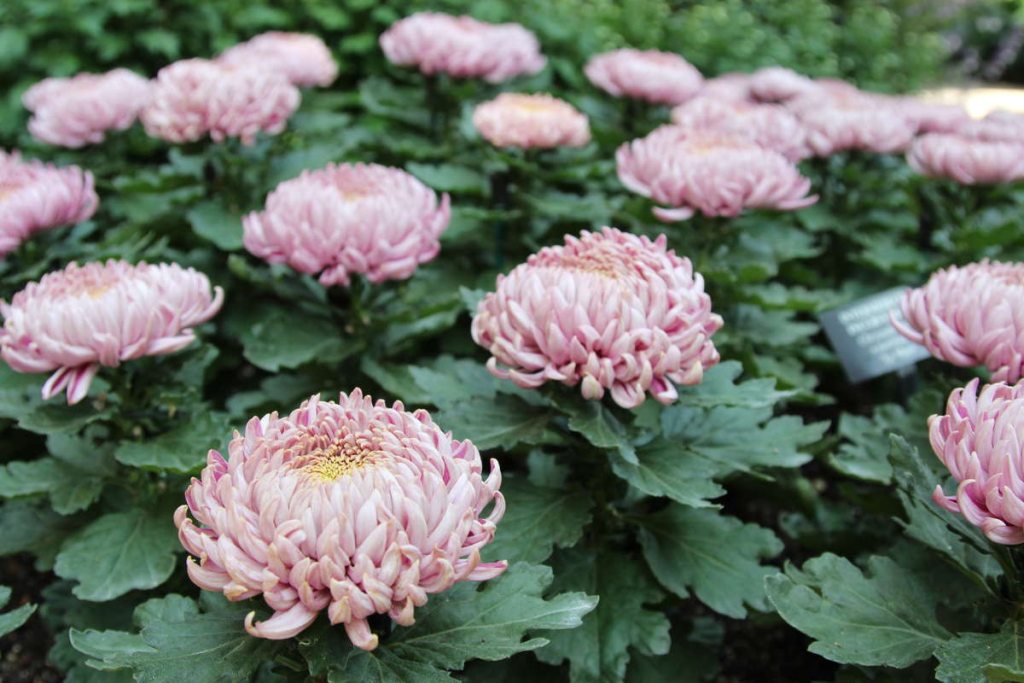 Chrysanthemums: A Class of Their Own | Longwood Gardens