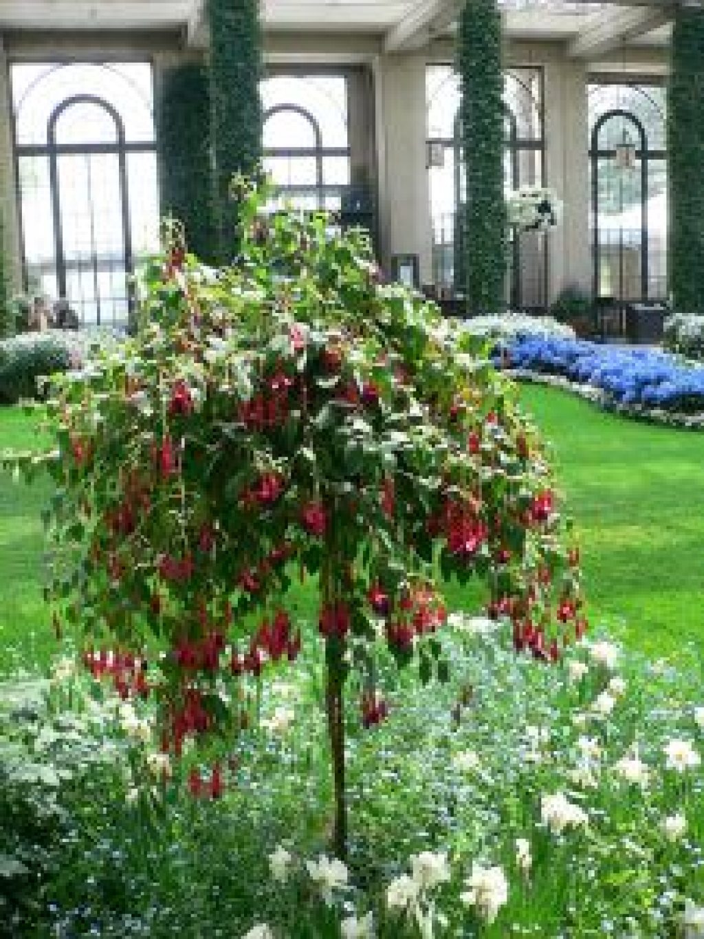 Fuchsias Galore! | Longwood Gardens