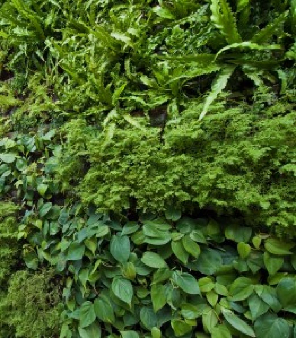 The Unsung (and Unseen) Heroes of our Green Wall | Longwood Gardens