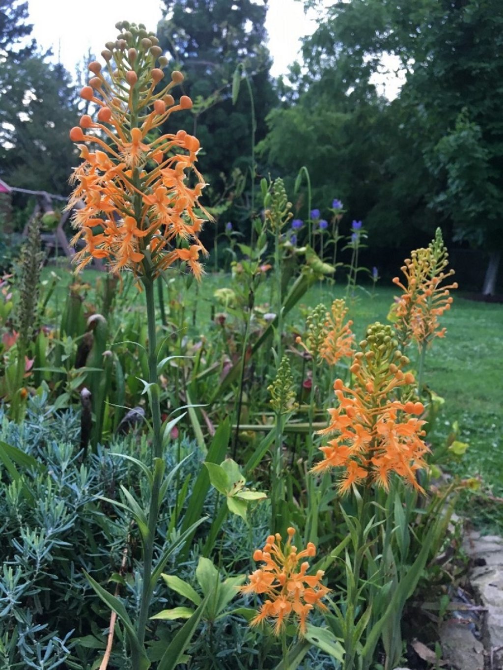 How to Create a Bog Garden | Longwood Gardens