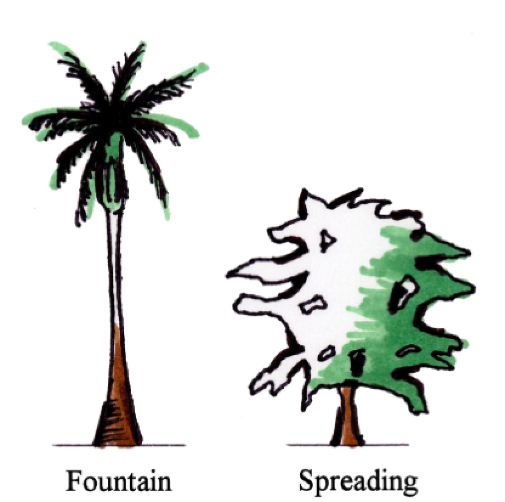 Tree Selection and Planting In Your Home Garden | Longwood Gardens