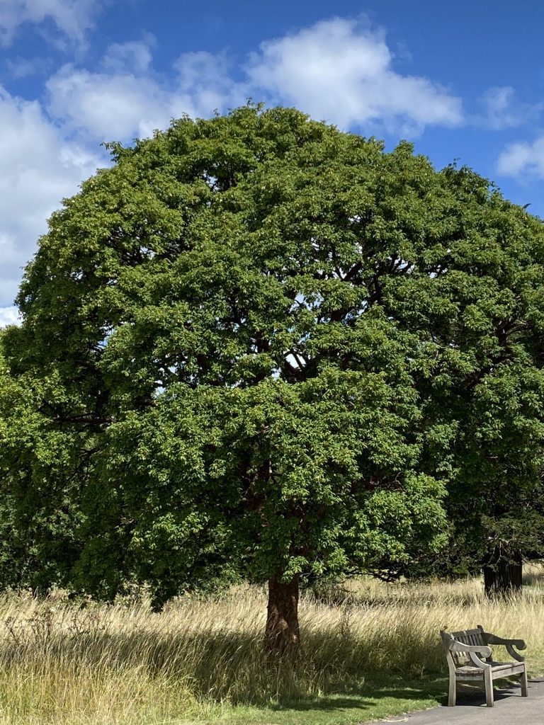 Paperbark Maple: A New Look at an Old Friend | Longwood Gardens