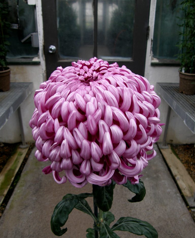 One Singular Sensation | Longwood Gardens