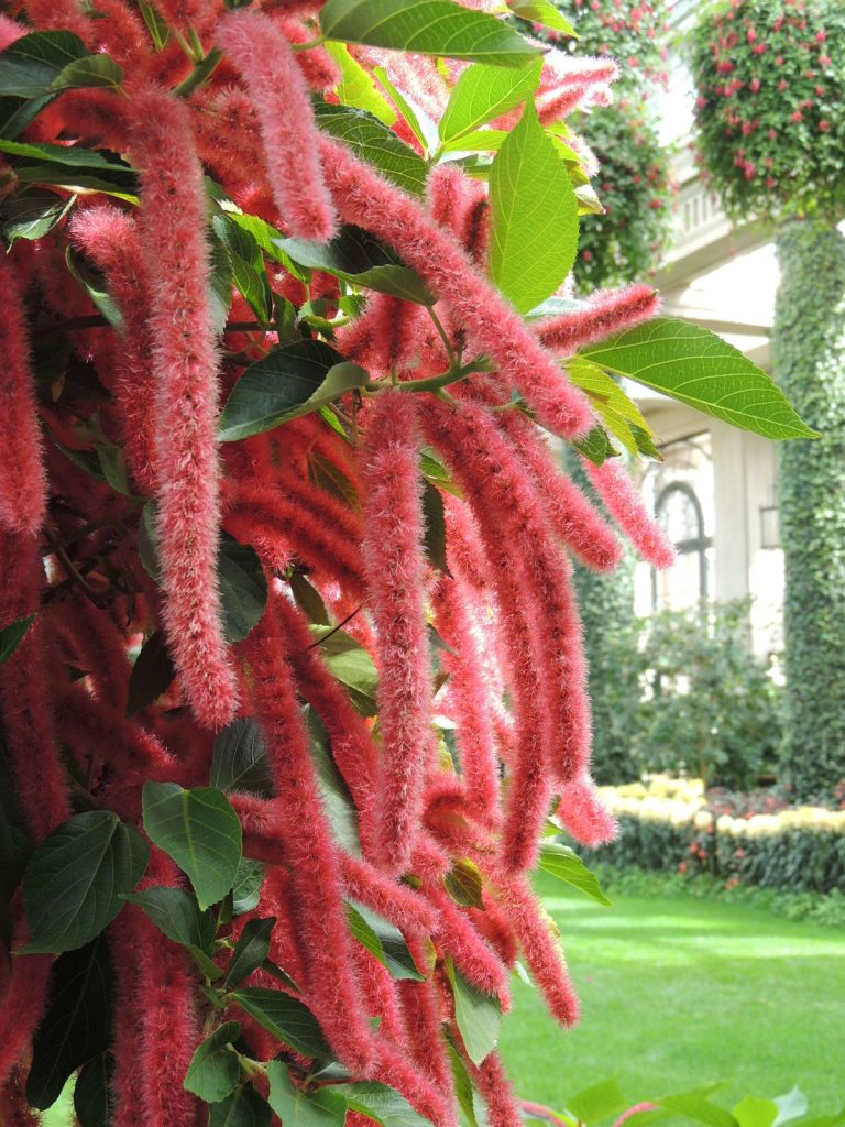 A Chenille Plant Journey | Longwood Gardens